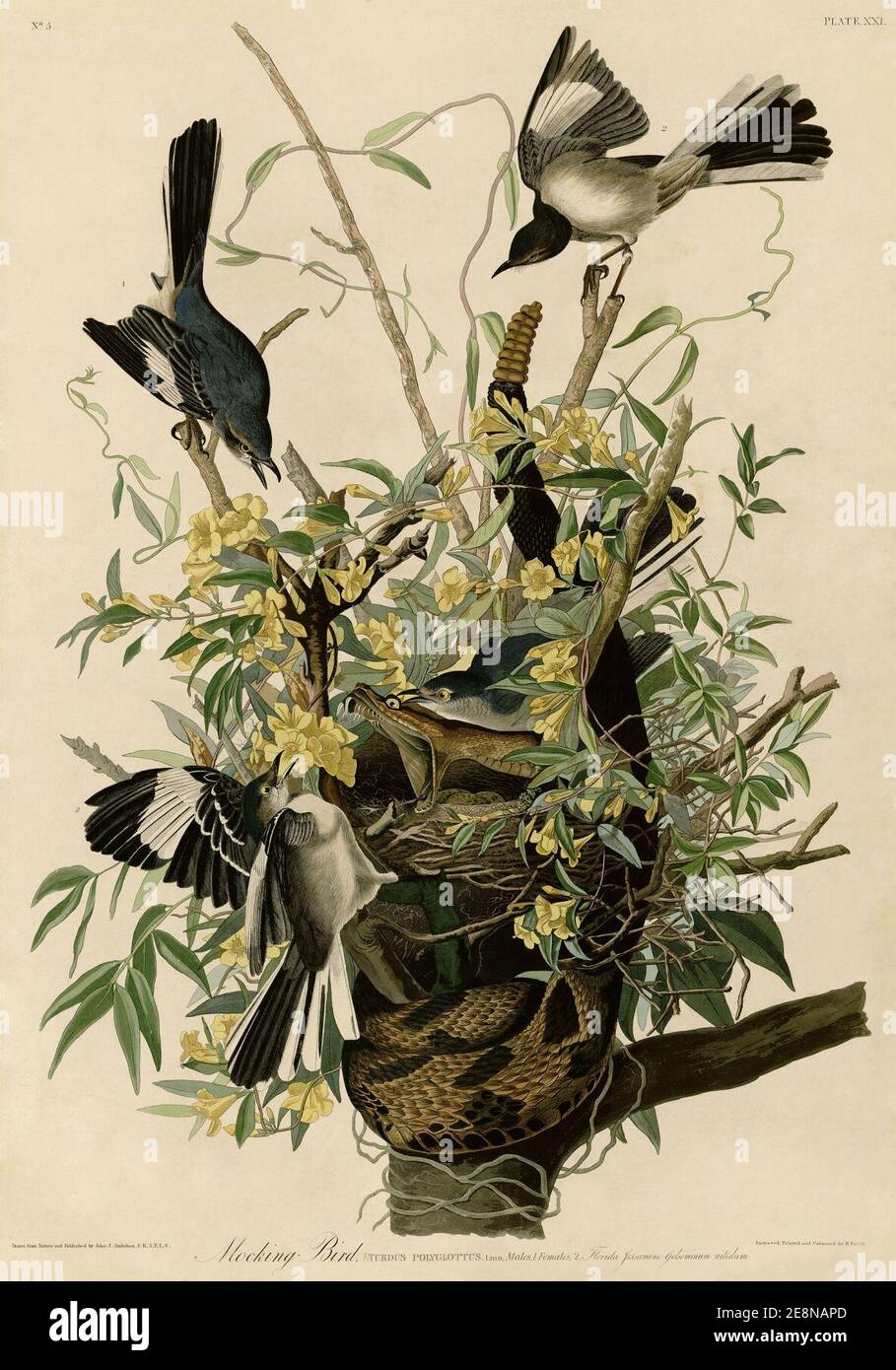 Mocking Bird (Audubon Stock Photo - Alamy