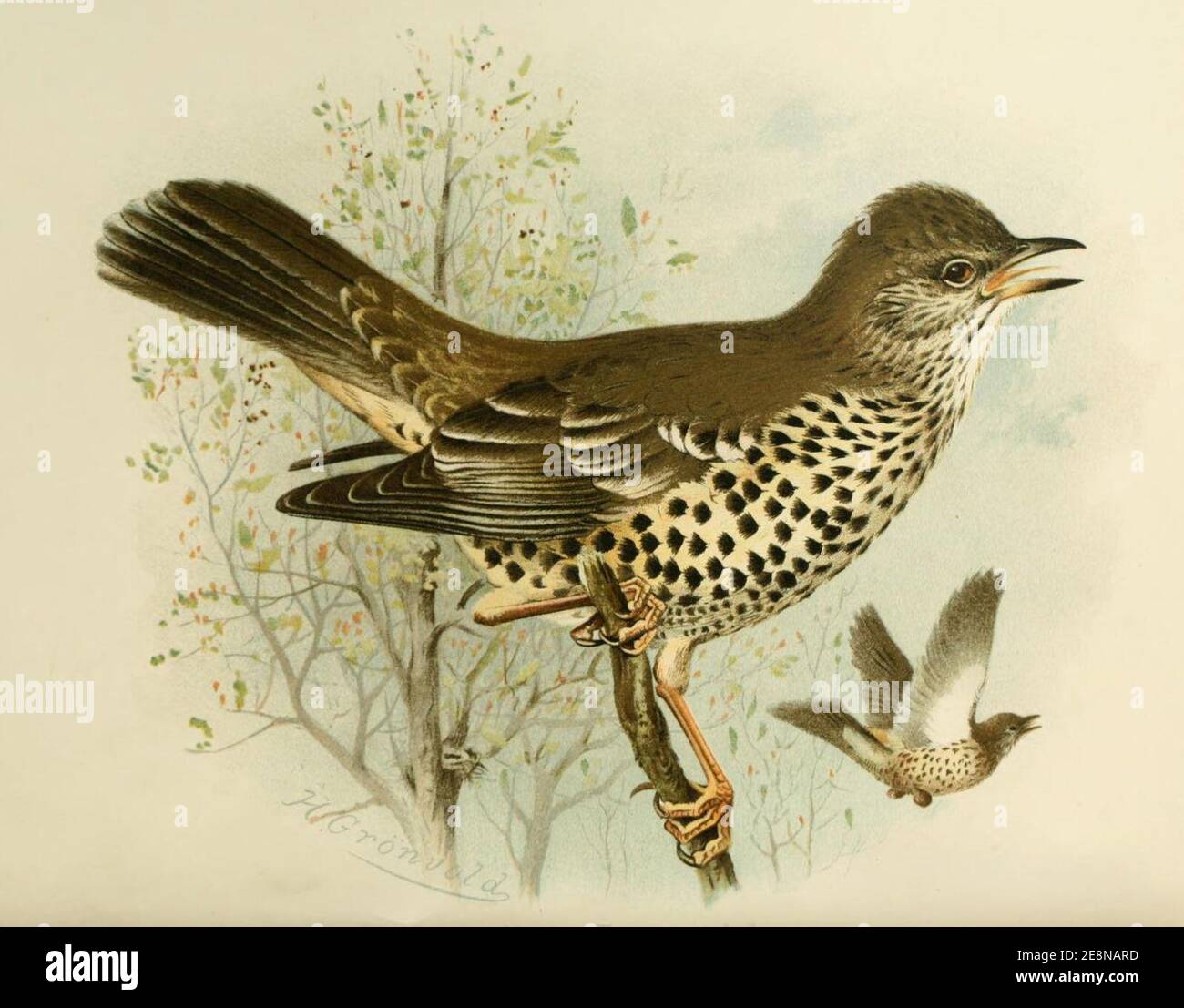 Missel Thrush High Resolution Stock Photography and Images - Alamy