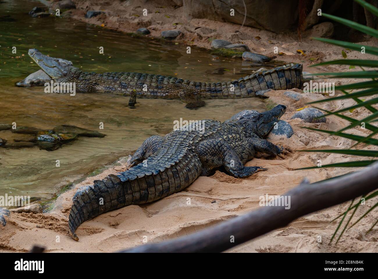 Two crocodiles in zoo hi-res stock photography and images - Alamy
