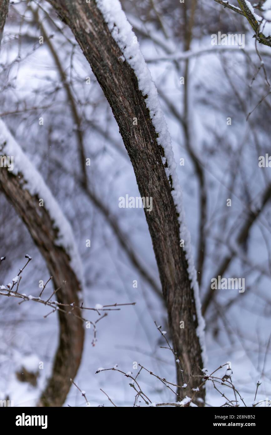 A vertical shot of tree branch covered with snow in winter Stock Photo ...