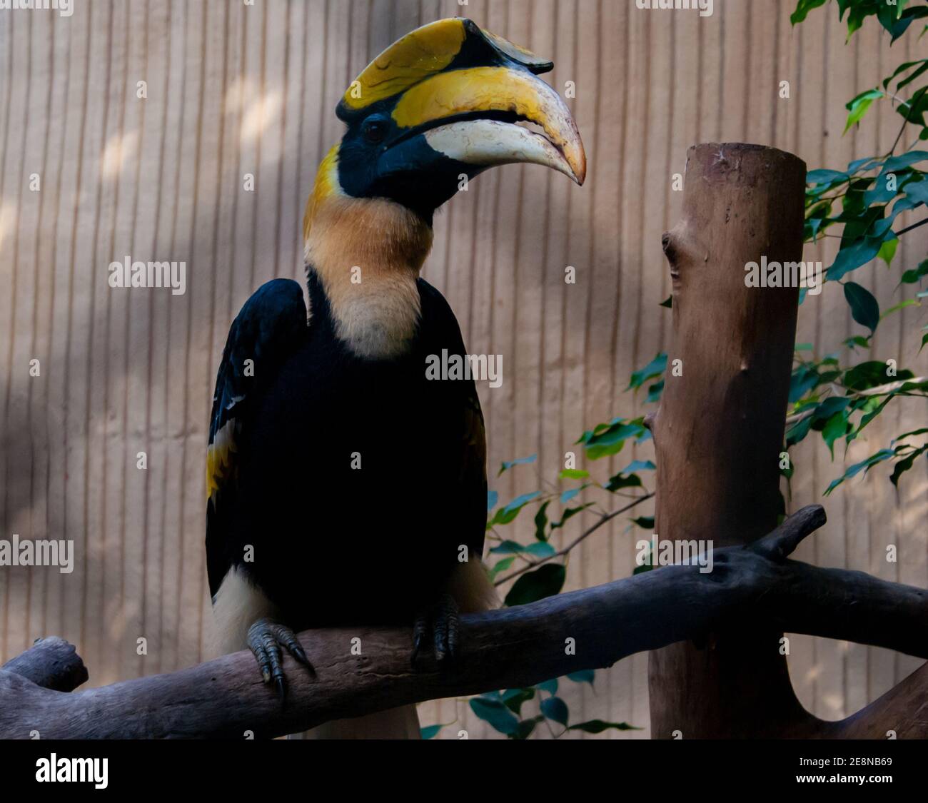 Kalao hi-res stock photography and images - Alamy