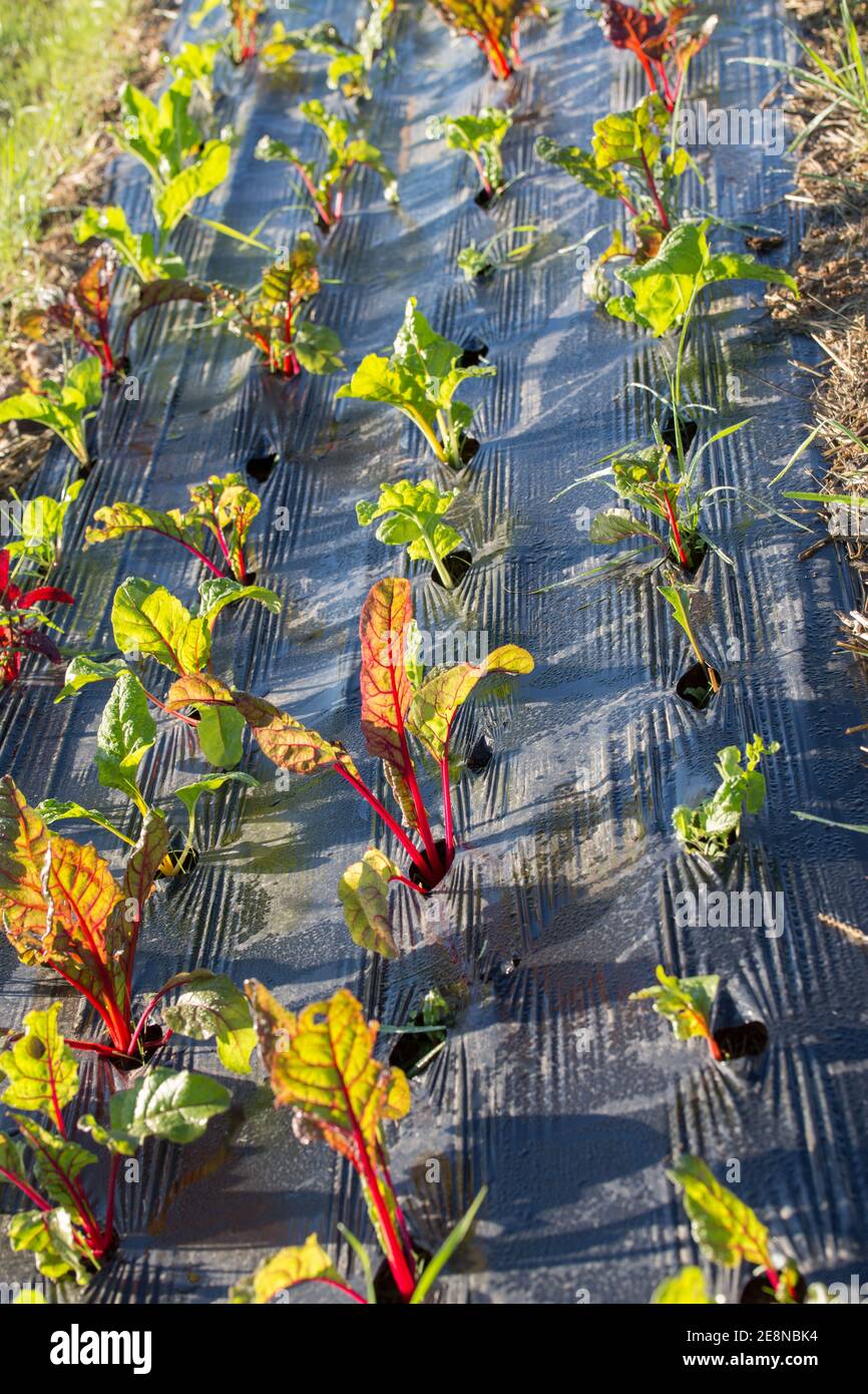 Planting of young shoots of red chard with black plastic against the ...