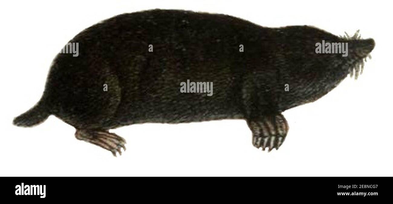 Mole white background Stock Photo - Alamy
