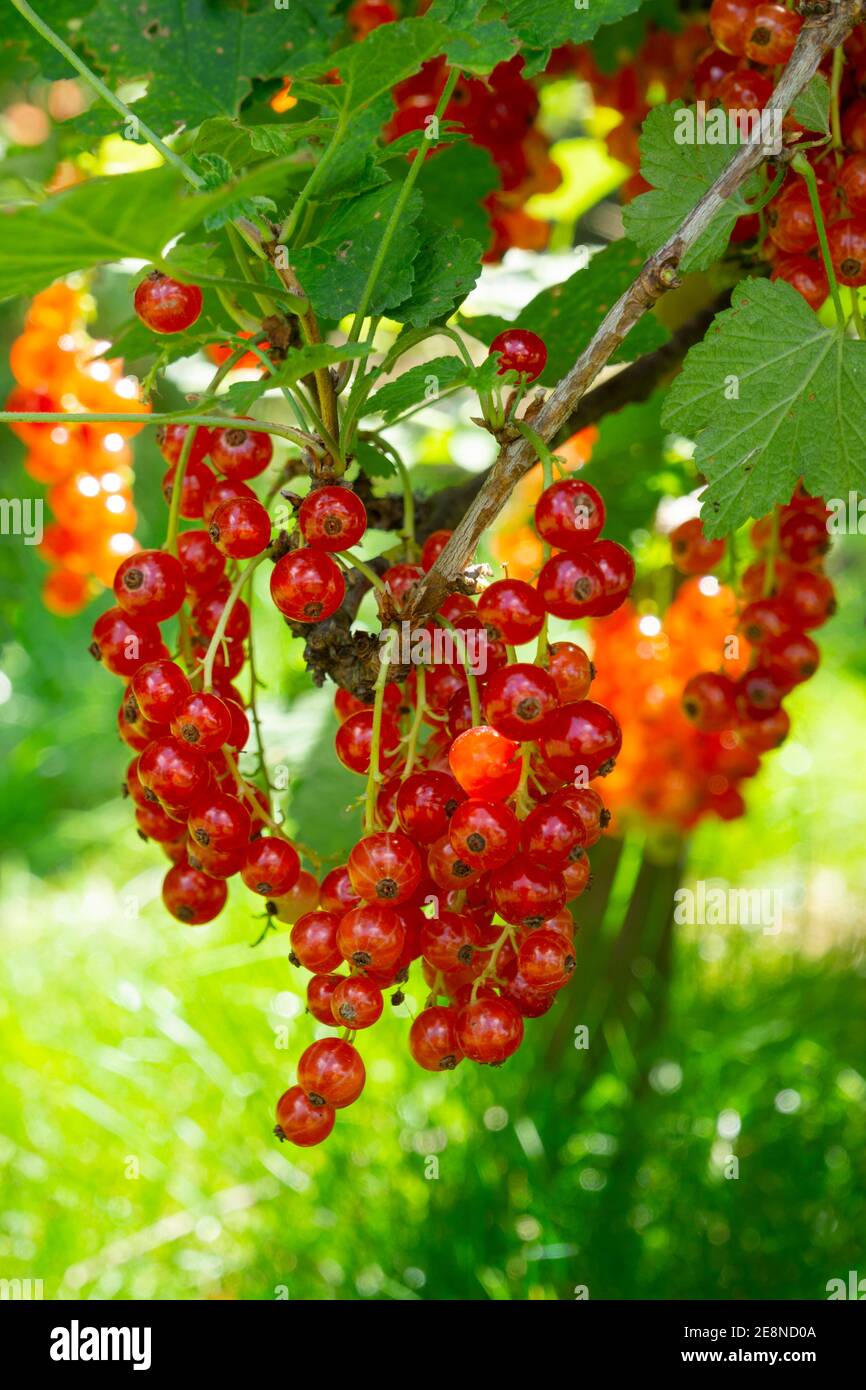 Fruit Of Red Currant At A Shrub Stock Photo - Alamy