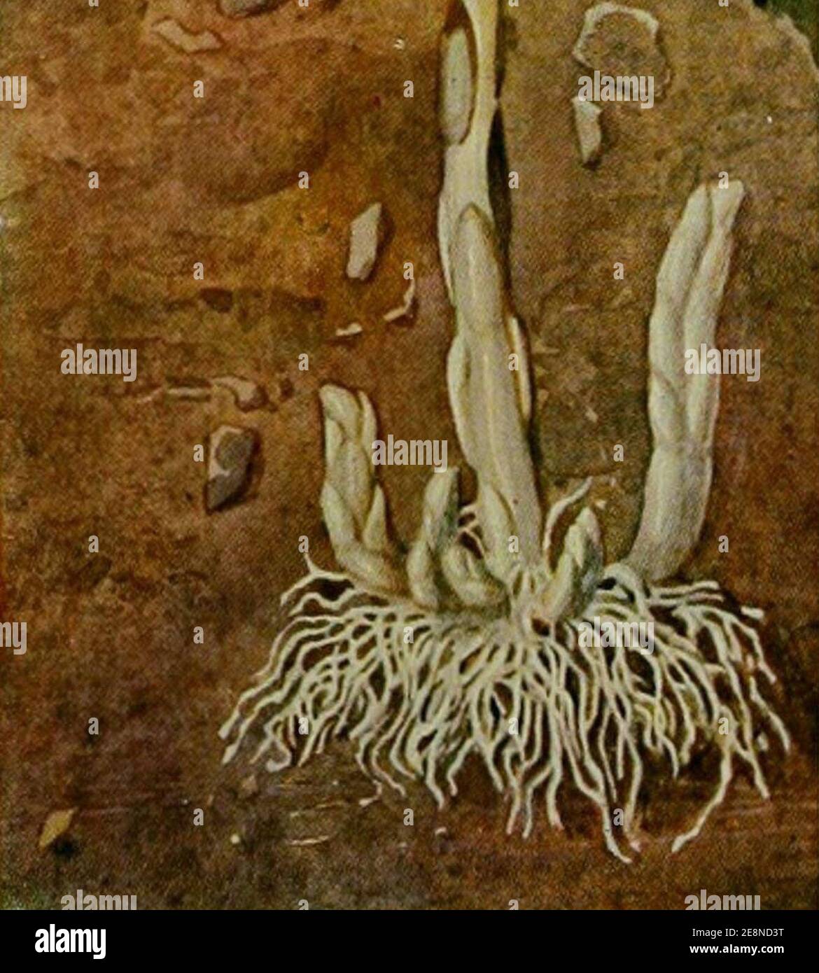 Monotropa hypopitys roots Stock Photo - Alamy