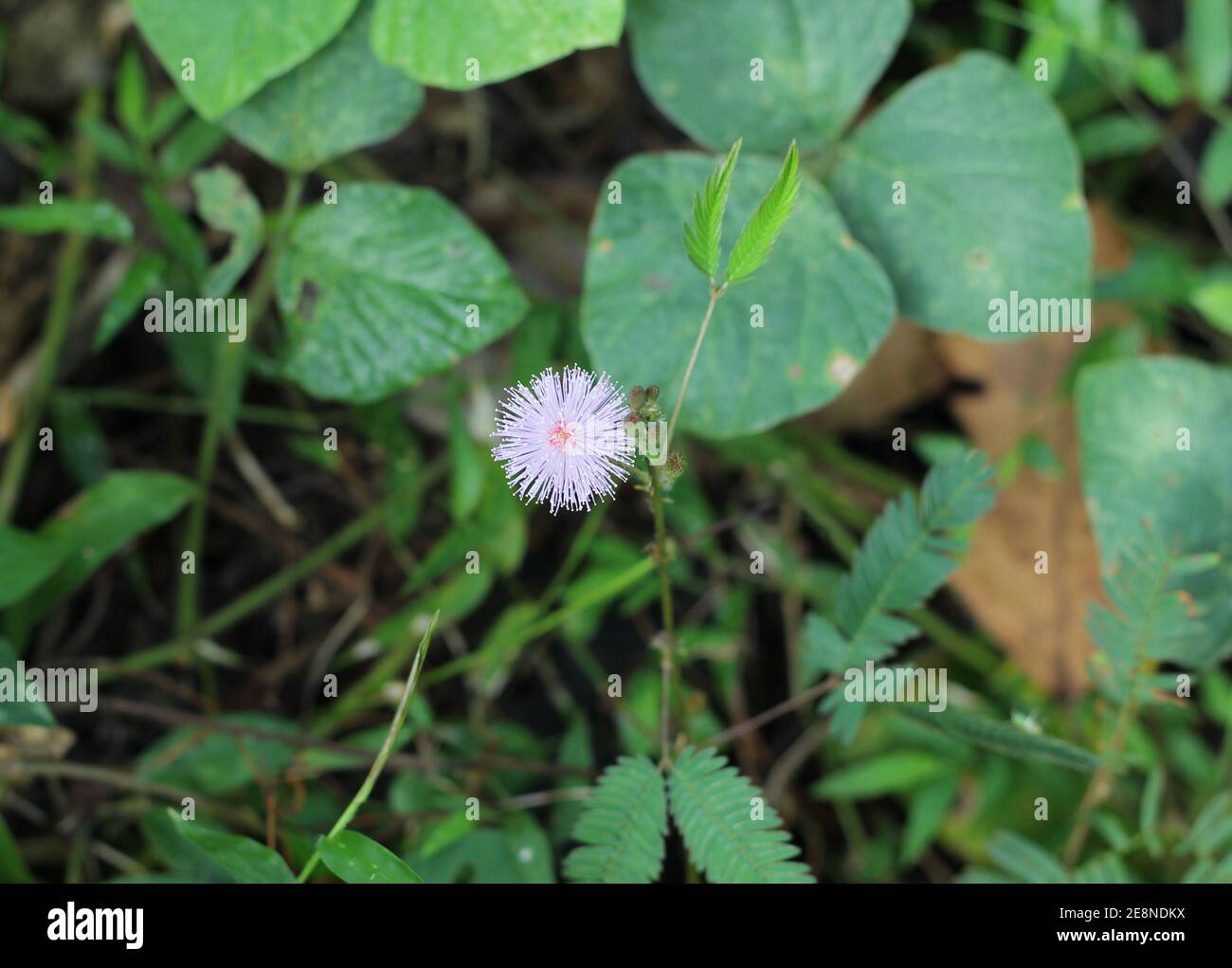 Torn flower hi-res stock photography and images - Alamy