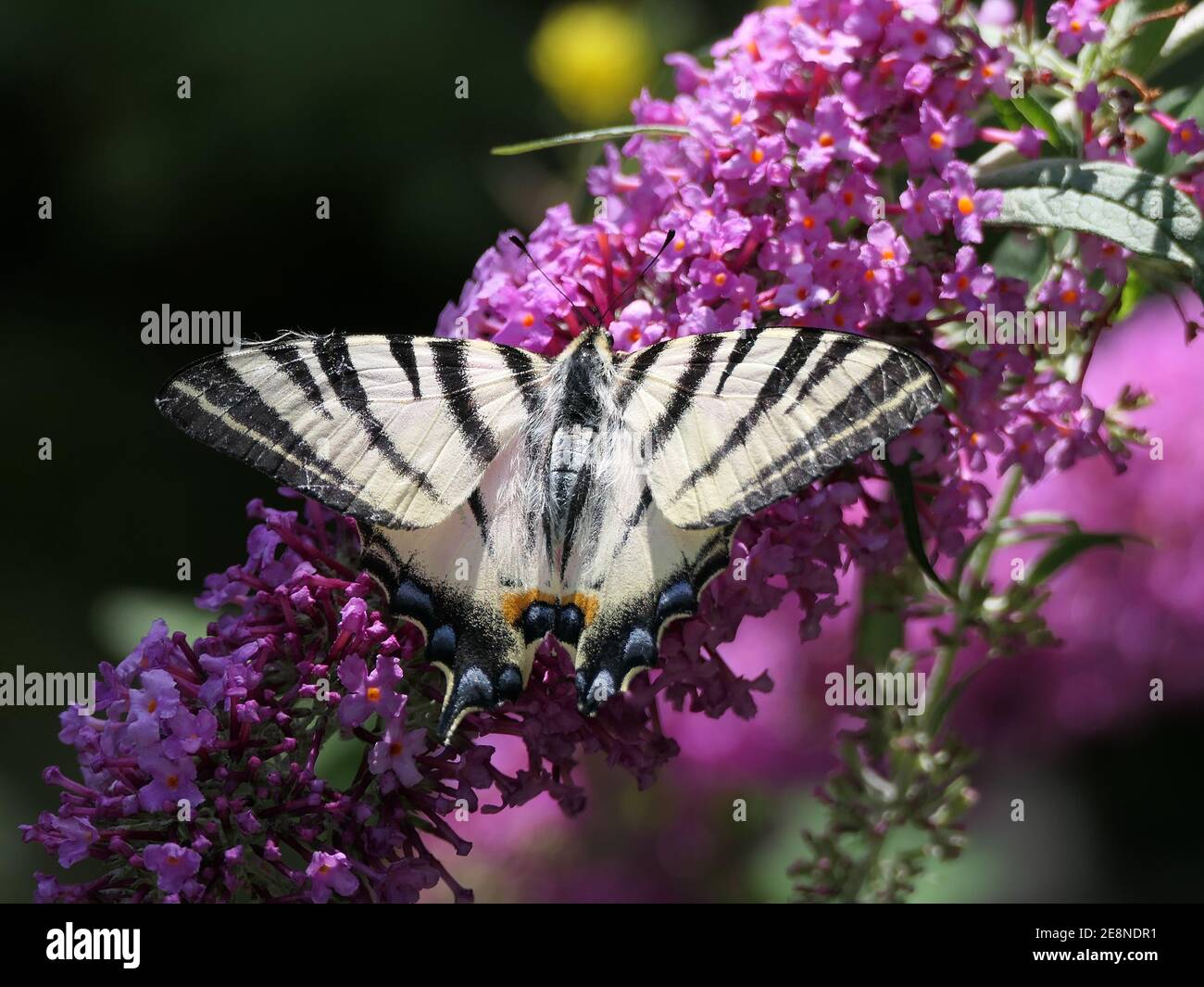 Butterfly pollinating buddleia hi-res stock photography and images - Alamy