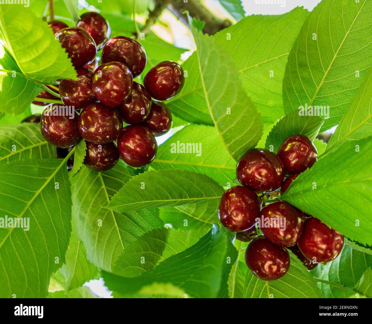 Dark red fruit hi-res stock photography and images - Alamy