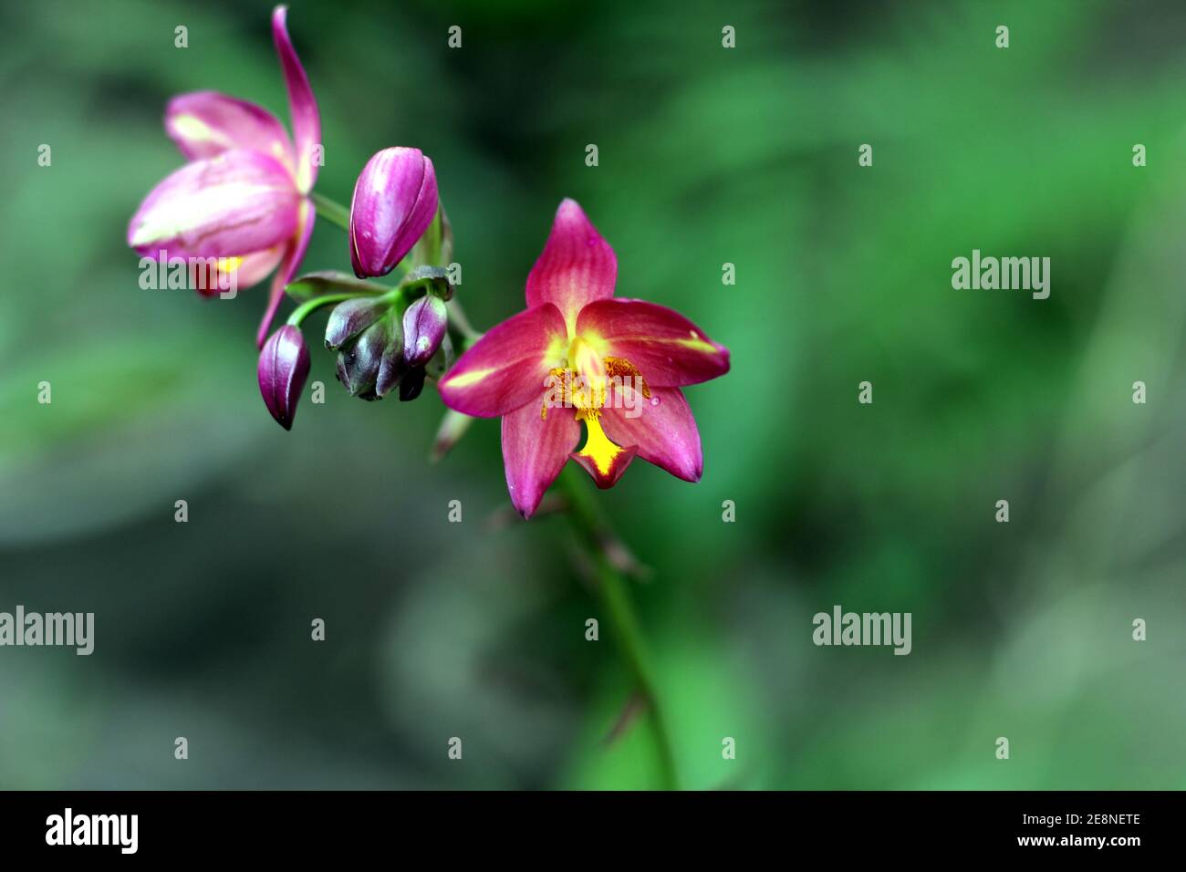 Maroon and yellow flowers hi-res stock photography and images - Alamy