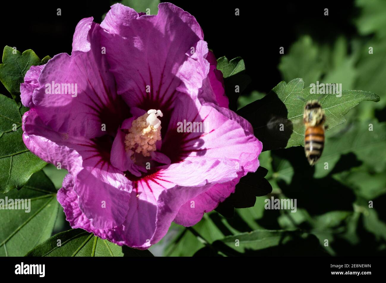 The bee back in flight after completing its work with the pink hibiscus ...