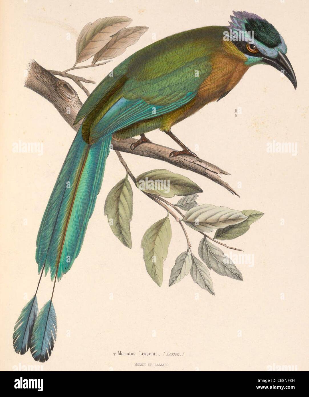 Momotus lessonii hi-res stock photography and images - Alamy