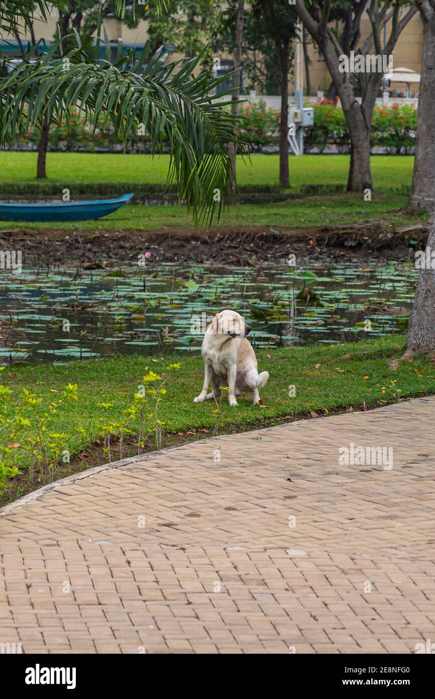 Vertical photo of labrador retriever dog pooping on grass at the garden ...