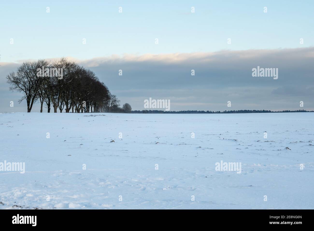 Trees in a snow covered field. Winter landscape in northern Poland ...