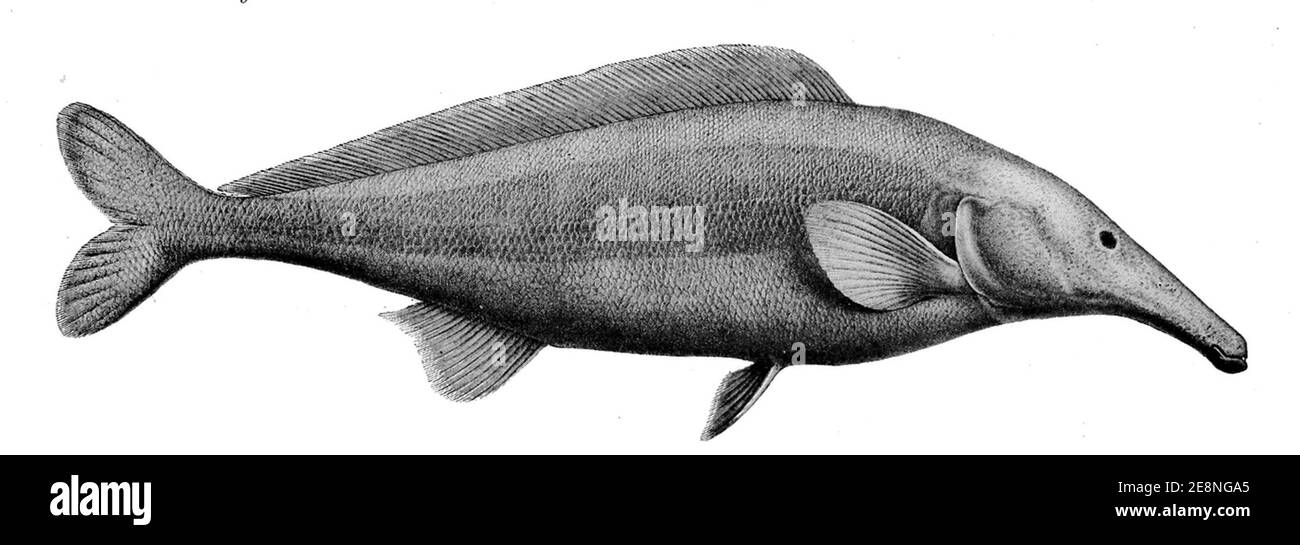 Mormyrus rume Black and White Stock Photos & Images - Alamy