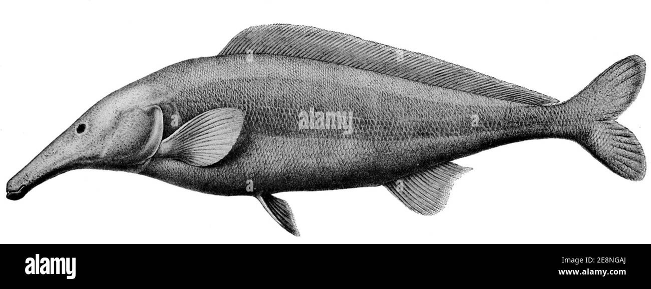 Mormyrus rume Black and White Stock Photos & Images - Alamy