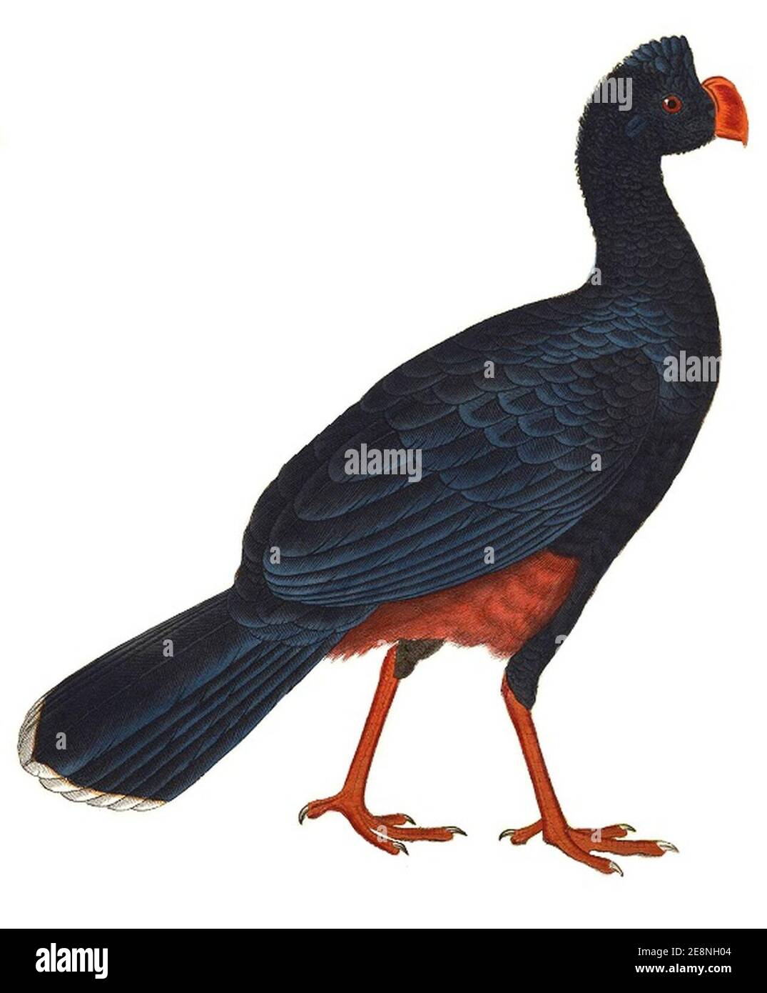 Mitu mitu white background Stock Photo - Alamy