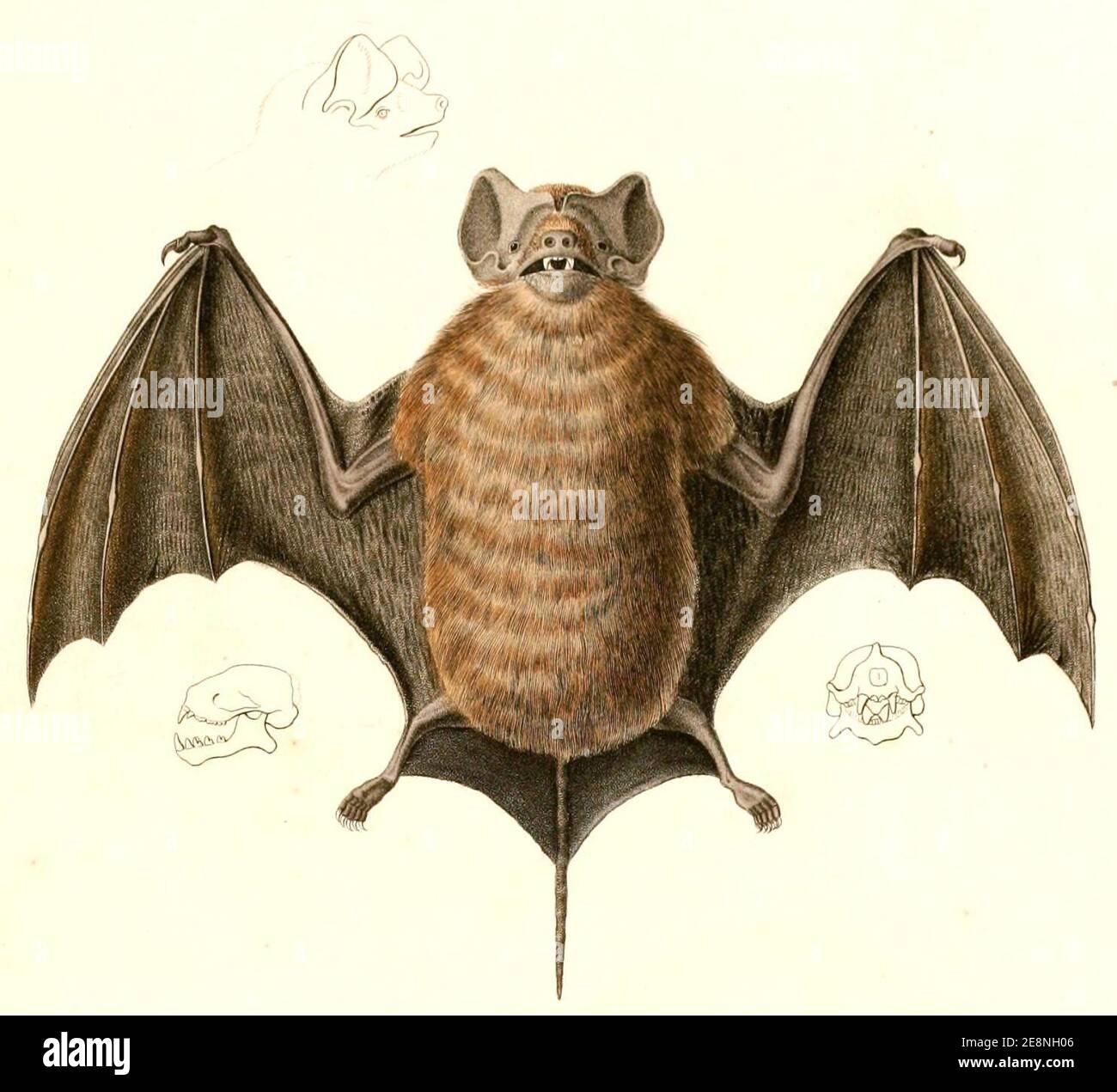 Molossus molossus molossus 1847 Stock Photo - Alamy