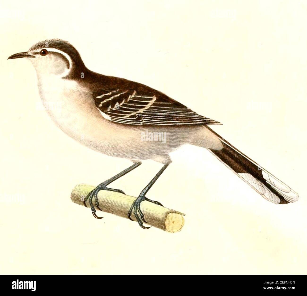 Mimus saturninus 1847 Stock Photo - Alamy