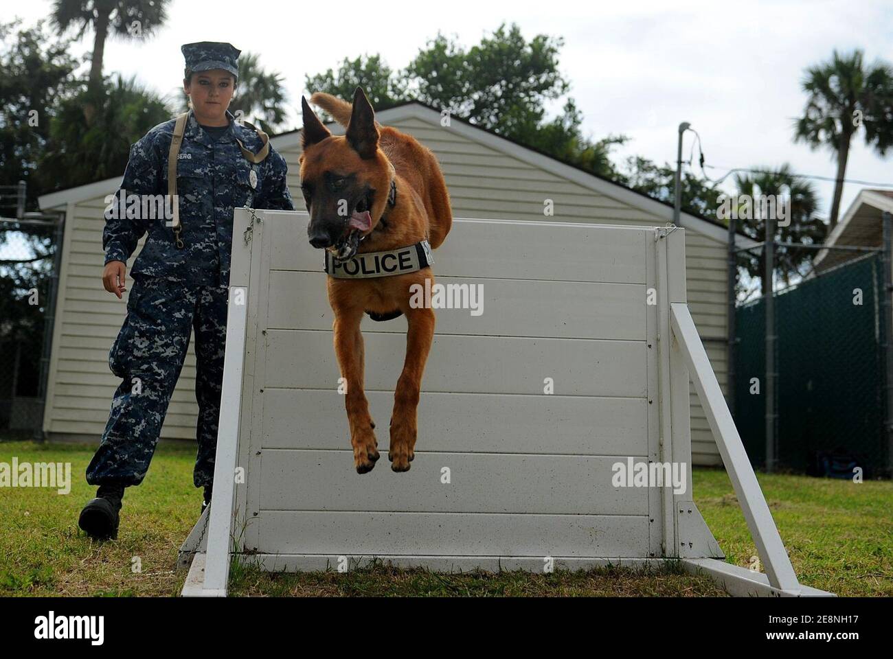 Military working dog training 120621 Stock Photo - Alamy