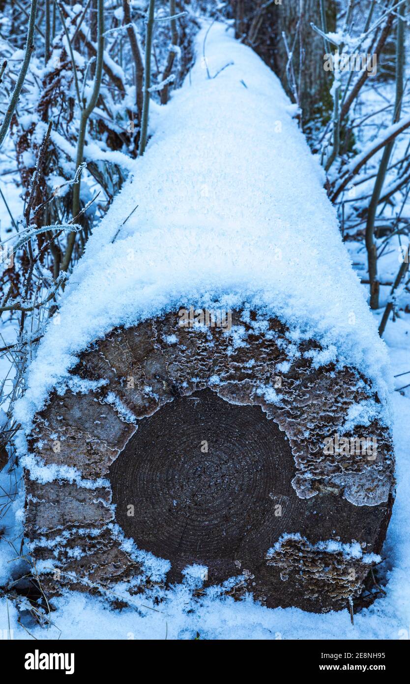 Beautiful and large tree trunk, found in the forest, partially covered ...