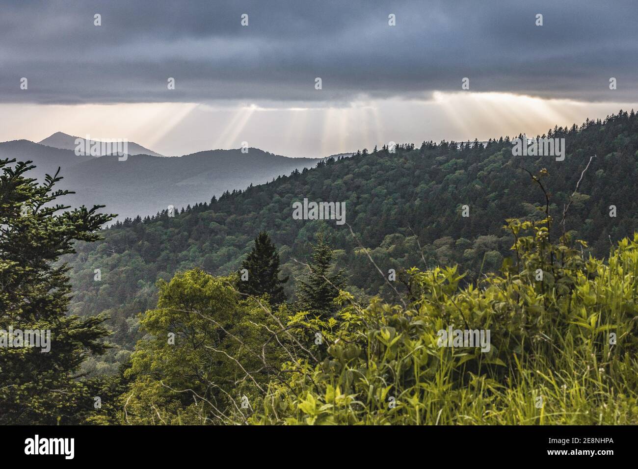 A beautiful scenery of landscape with trees and greenery with the sun ...