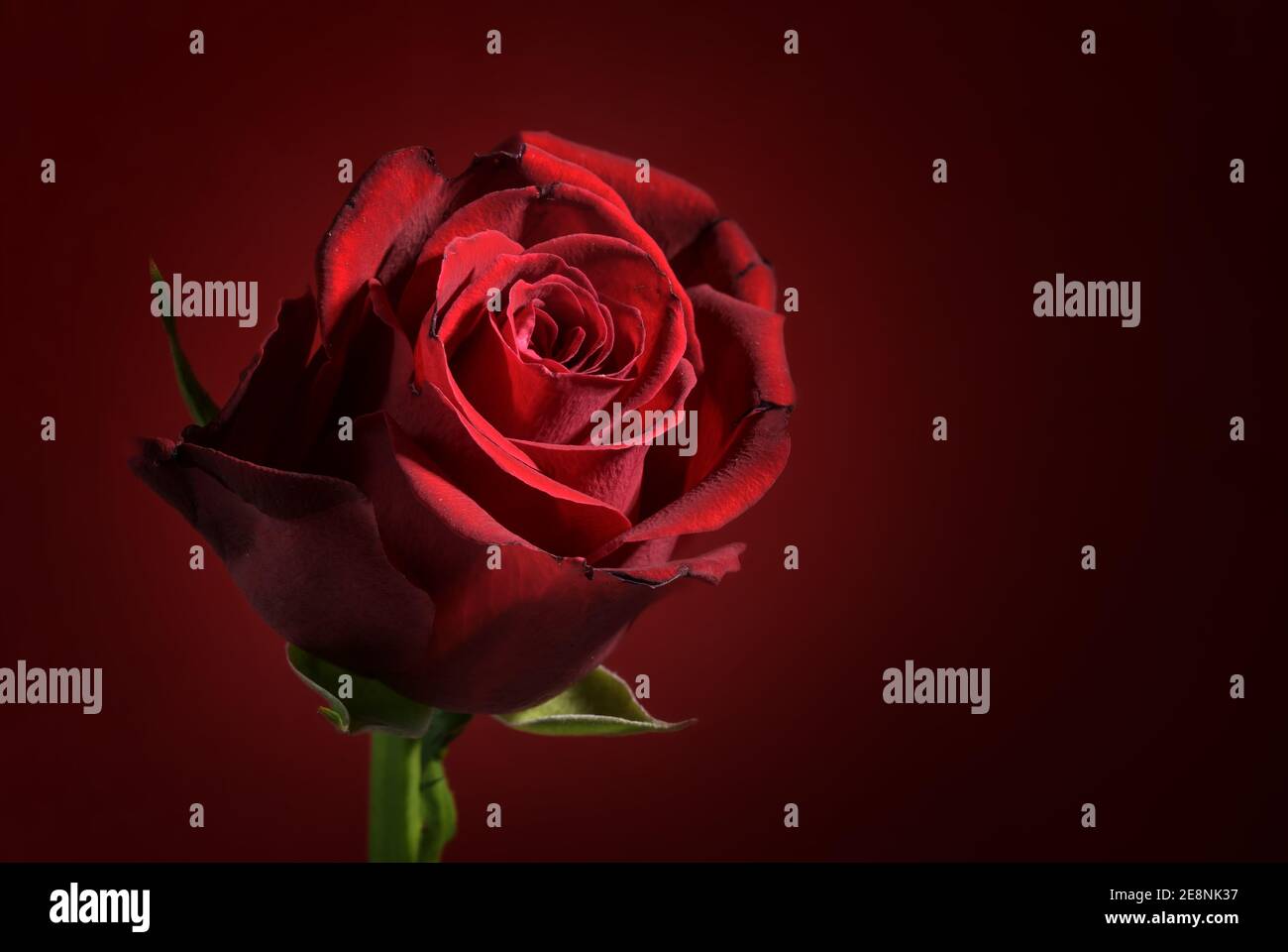 Deep dark red rose hi-res stock photography and images - Alamy