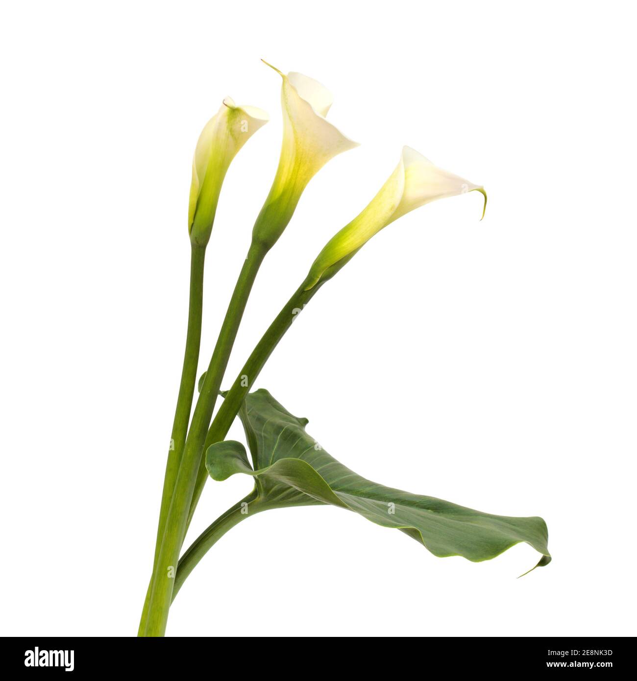 White calla lily isolated on white background Stock Photo - Alamy