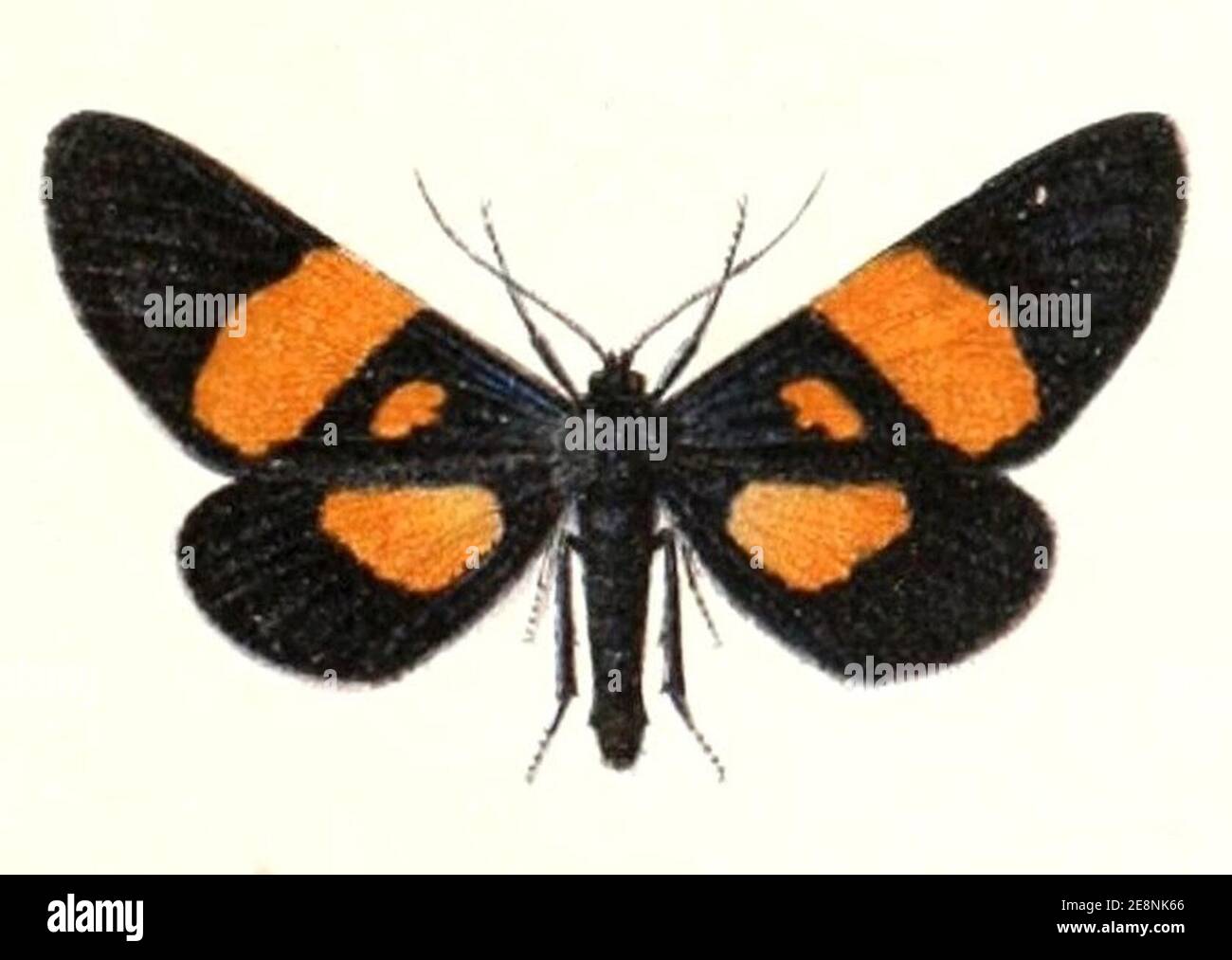 Milionia celebensis male 1895 Stock Photo - Alamy