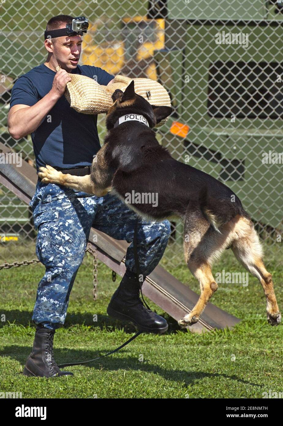 Military working dog training exercises 130410 Stock Photo - Alamy