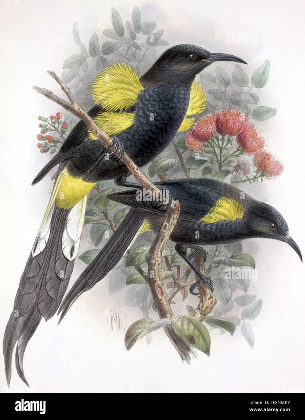 Moho nobilis hi-res stock photography and images - Alamy