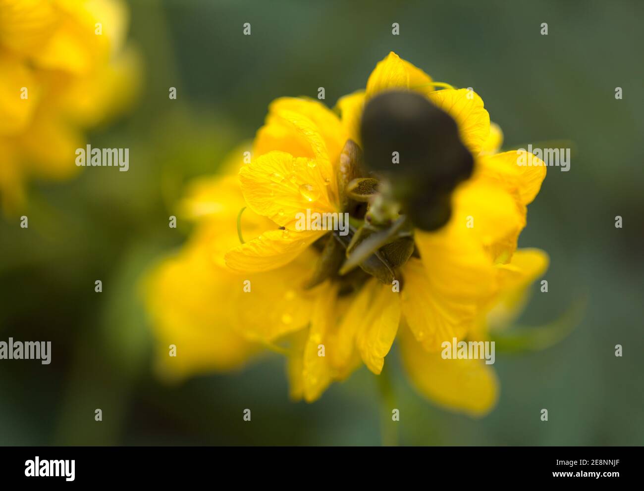 Yellow flowers of Senna didymobotrya aka popcorn cassia, natural floral ...