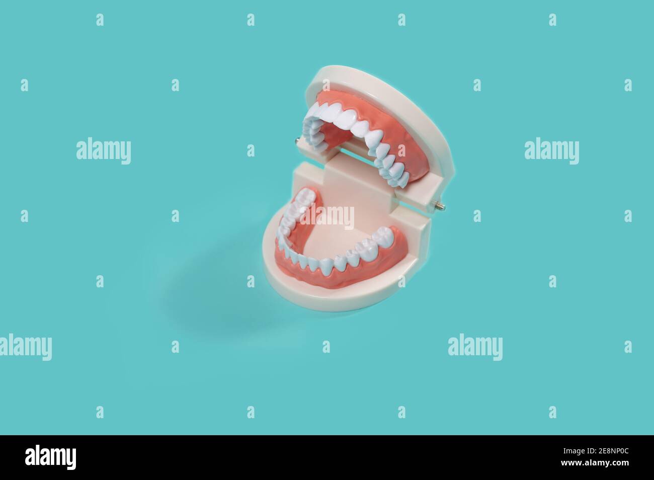 Dental Model of human teeth, jaw cast isolated on a blue background ...