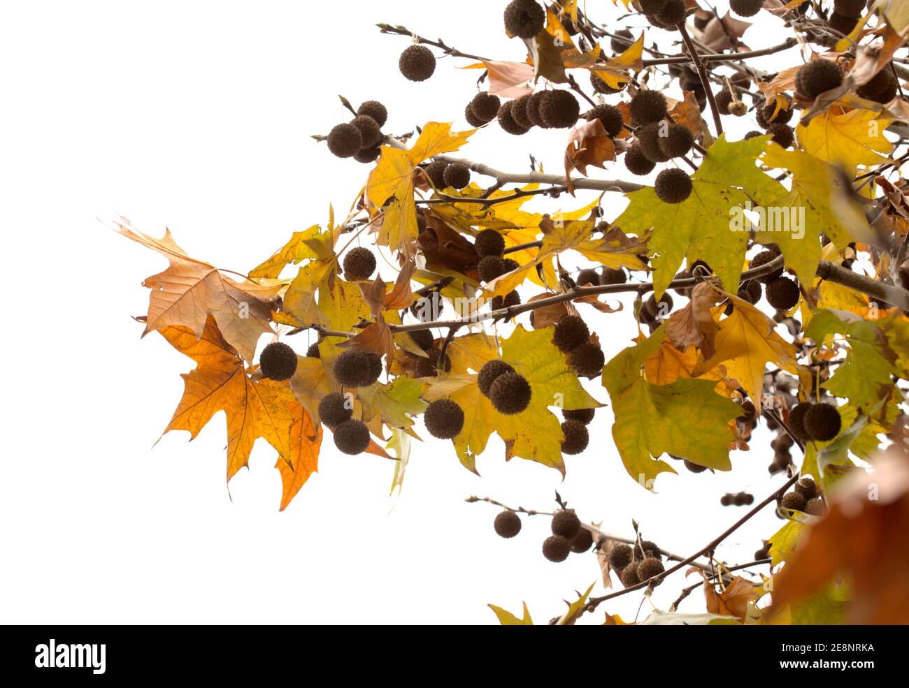 London plane tree branches isolated on white background Stock Photo - Alamy