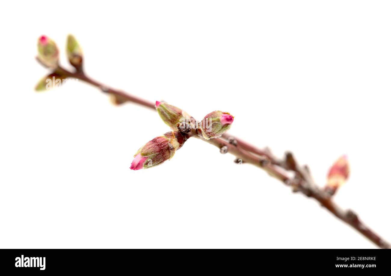 Almond tree twigs about to bloom, isolated on white background Stock ...