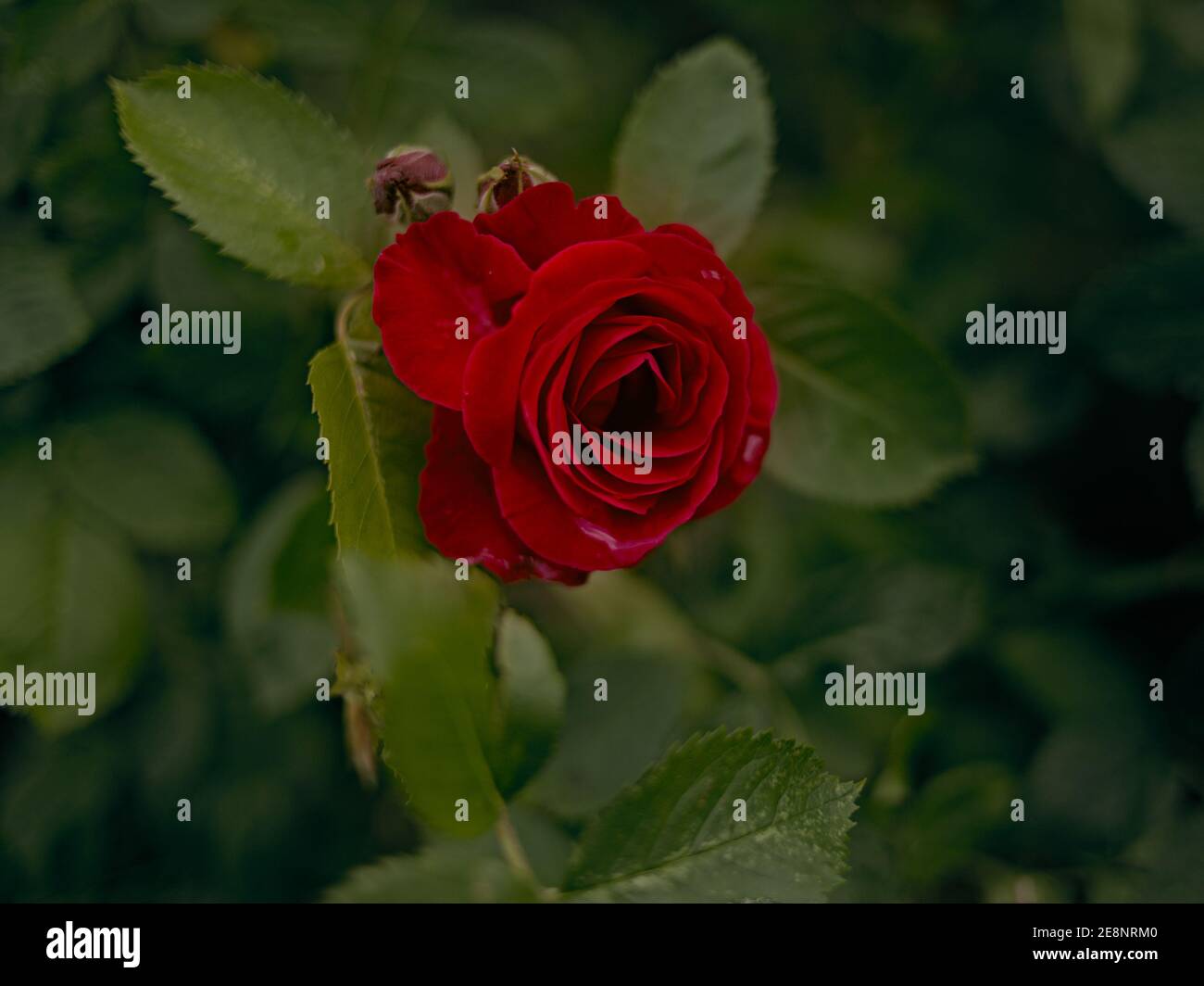 Scarlet rose hi-res stock photography and images - Alamy