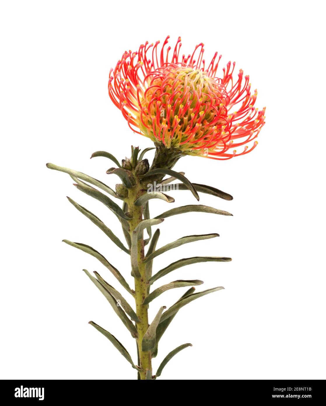 Red Leucospermum, AKA pincushion protea isolated on white background ...