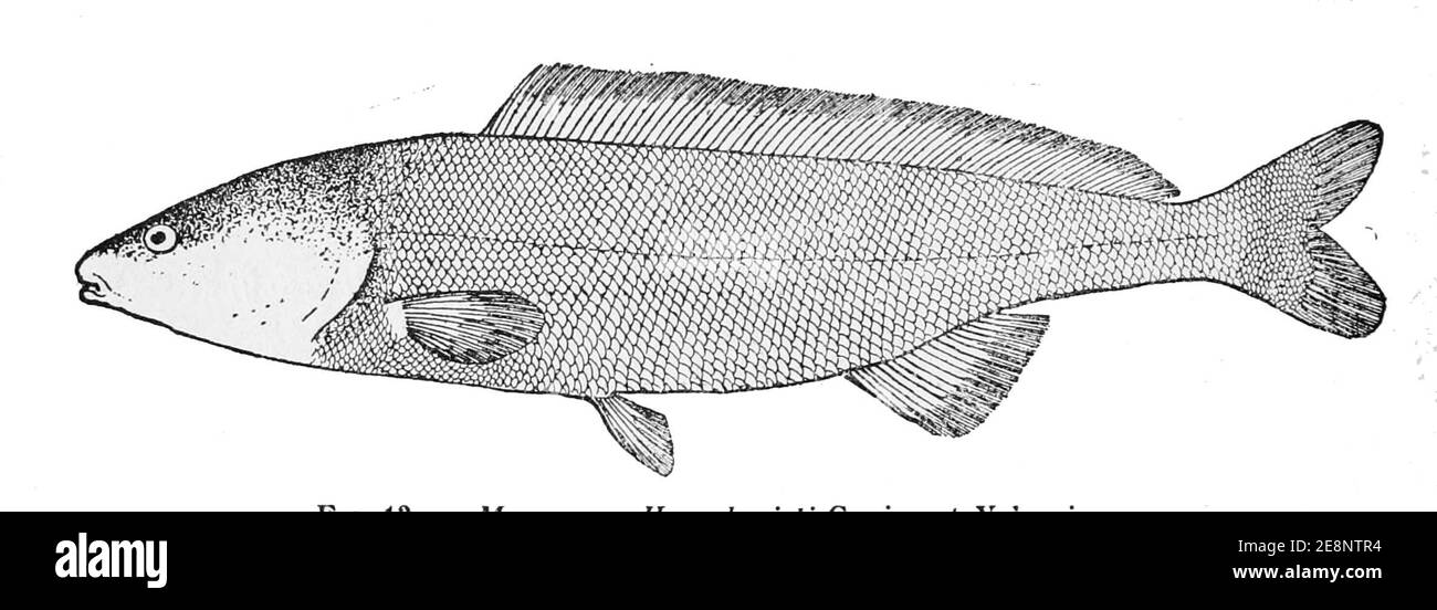 Mormyrus hasselquistii hi-res stock photography and images - Alamy