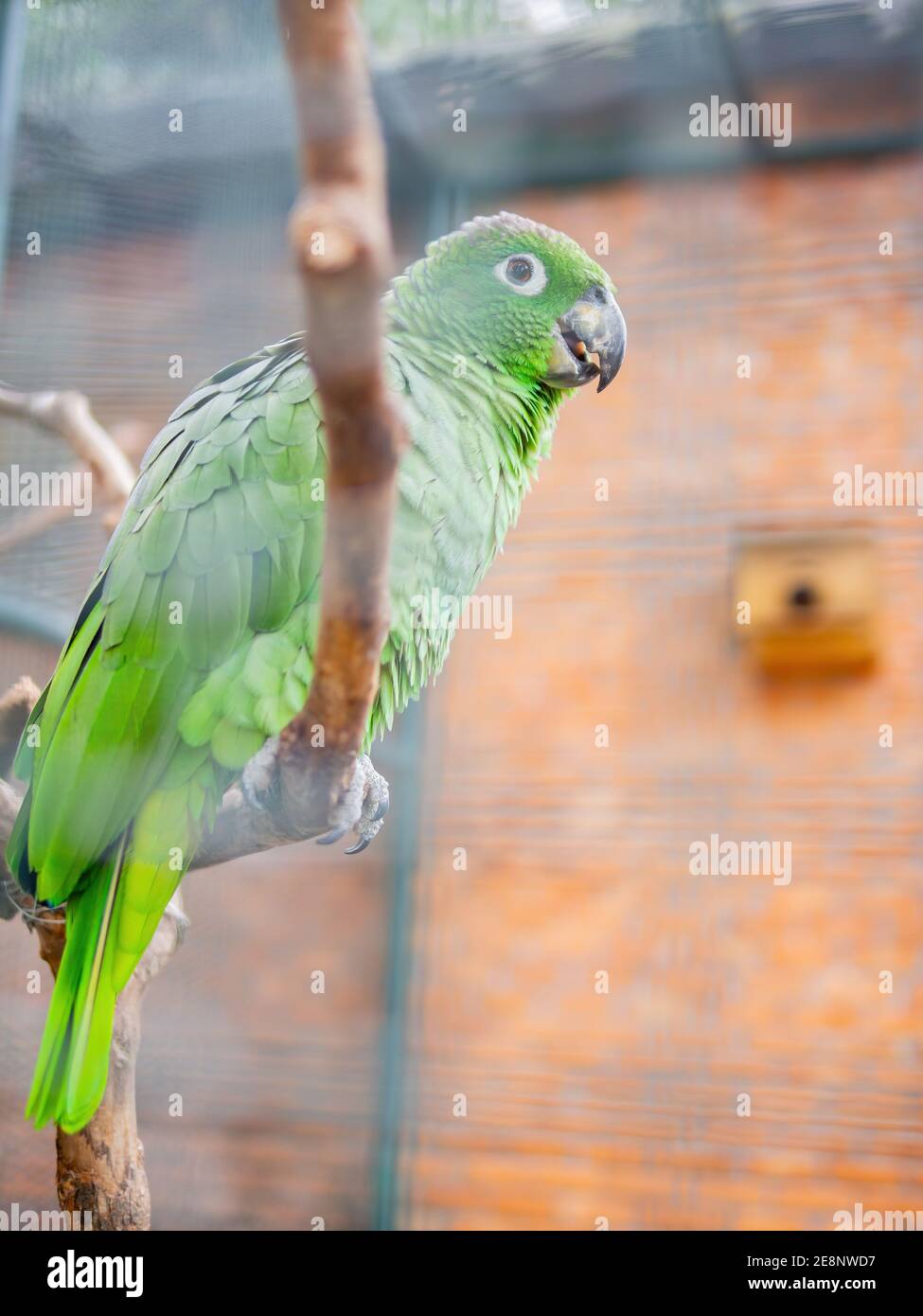 Close up shot of Southern mealy amazon parrot at Macau zoo Stock Photo ...