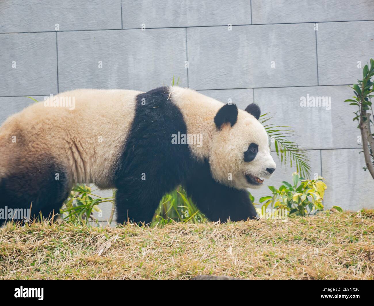 Close up shot of the giant panda at Macau, China Stock Photo - Alamy