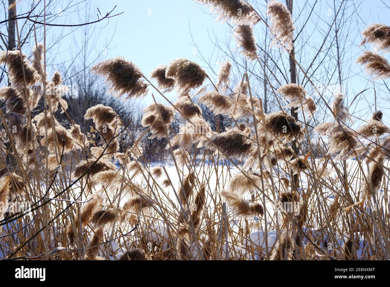 Tall Rushes High Resolution Stock Photography and Images - Alamy