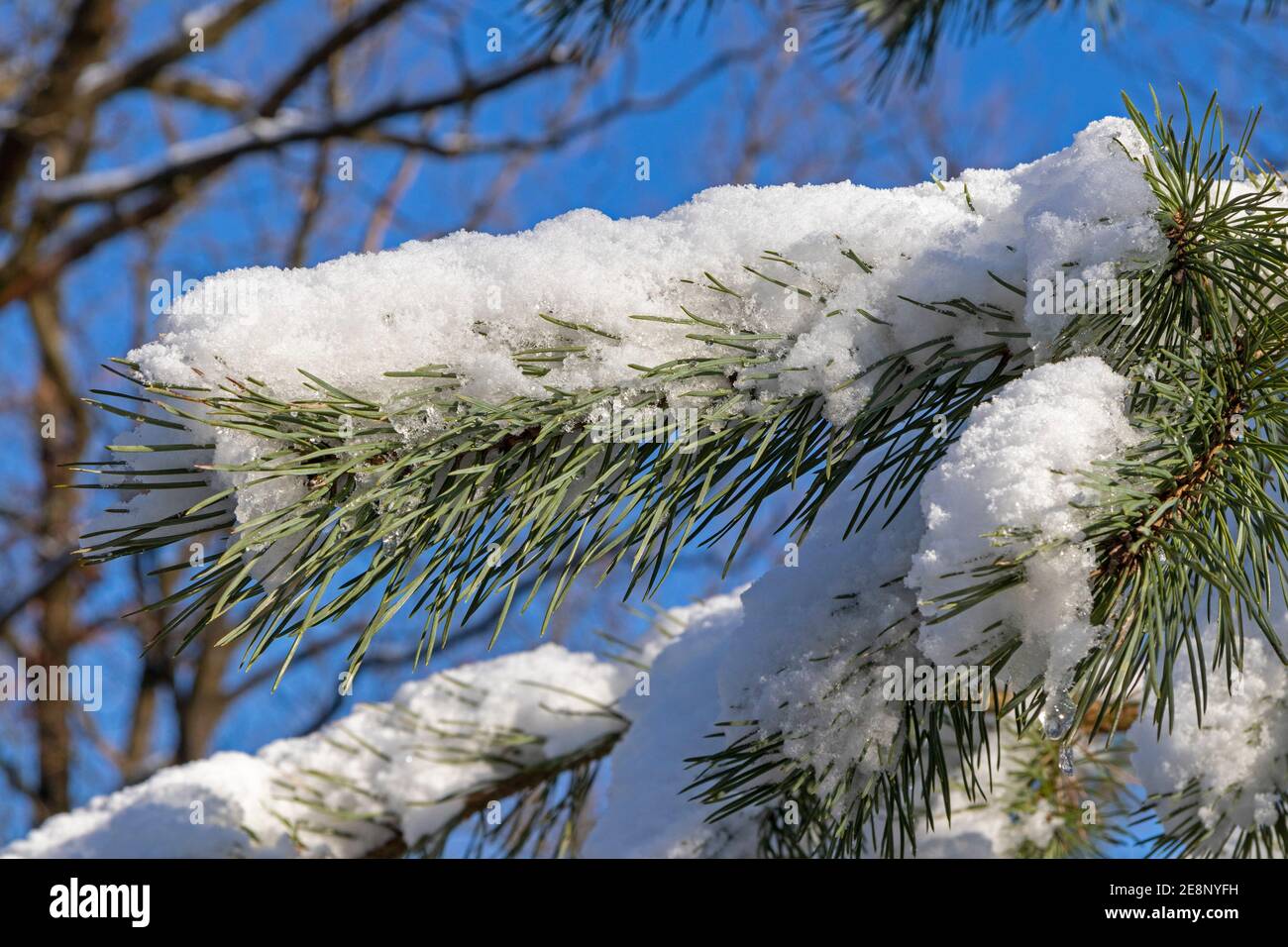 snow covered conifer twigs at Neugraben Heath, Harburg, Hamburg ...