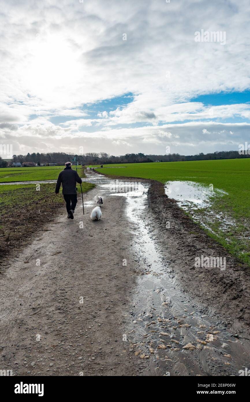 Man walking a dog back view hi-res stock photography and images - Alamy
