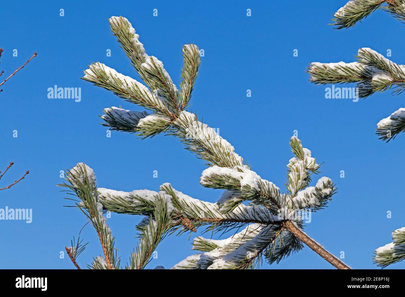 snow covered conifer twigs at Neugraben Heath, Harburg, Hamburg ...