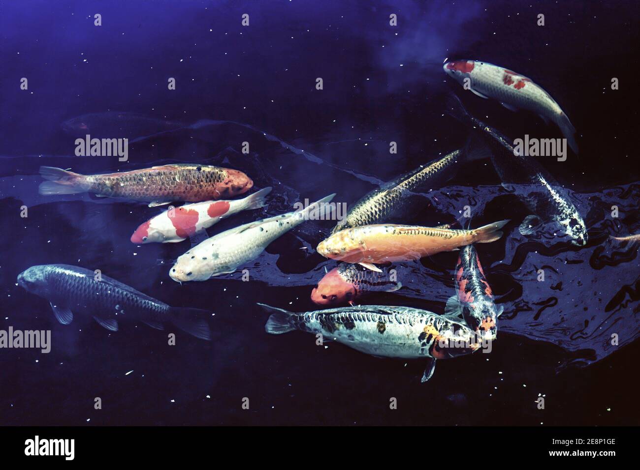 Koi and pond fish huddled together in their semi-hibernation state at ...