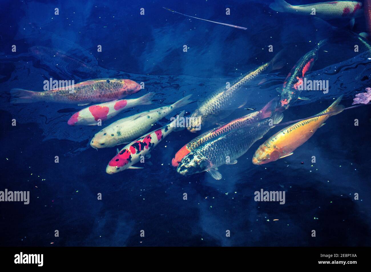 Koi and pond fish huddled together in their semi-hibernation state at ...