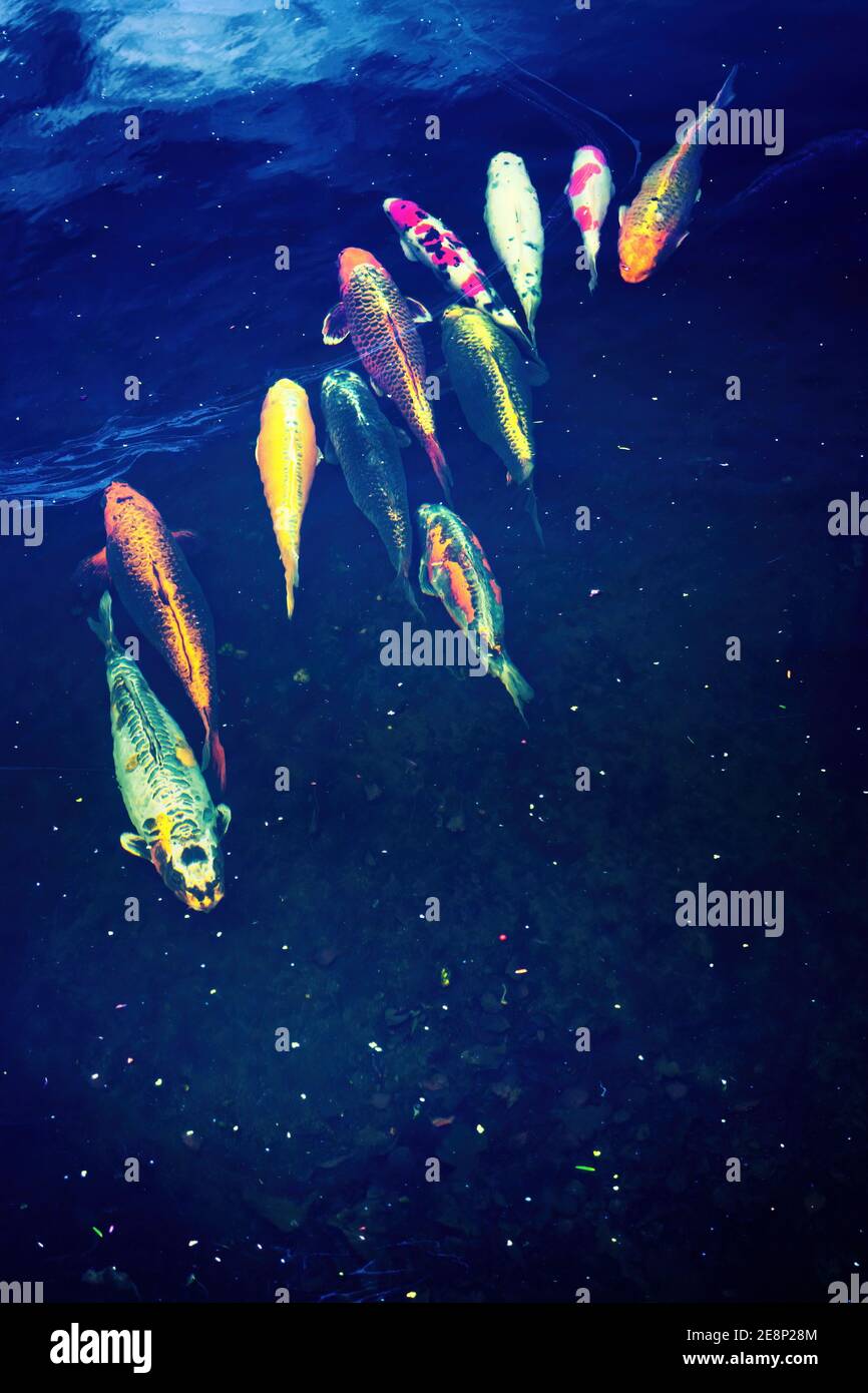 Koi and pond fish huddled together in their semi-hibernation state at ...