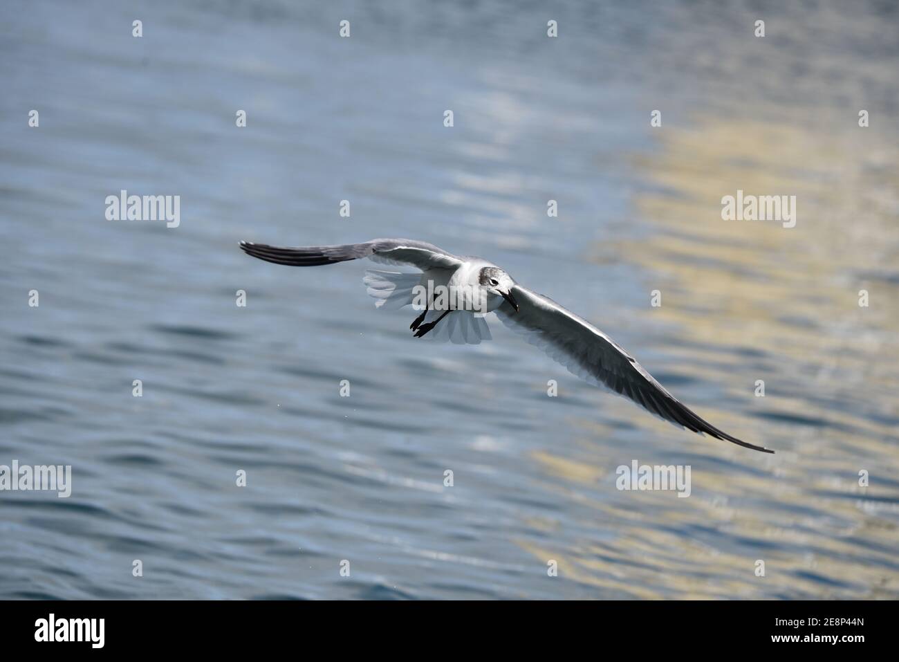 Staring seagull hi-res stock photography and images - Alamy