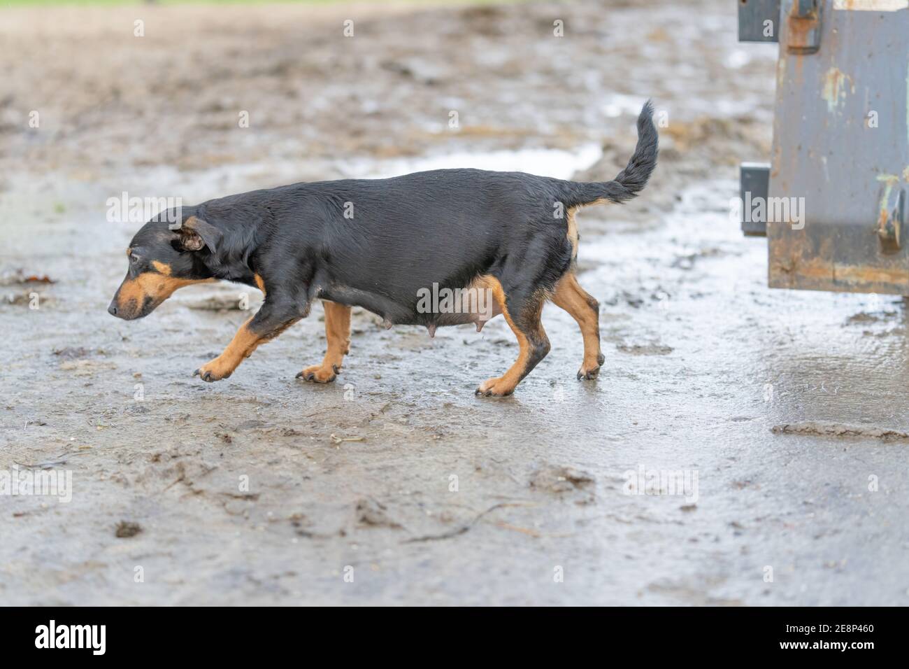 A fat pregnant Jack russel terrier. The dog is walking outside in the ...