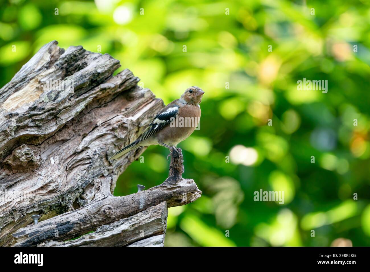 Green and yellow songbird, Detailed Greenfinch standing on a tree trunk ...