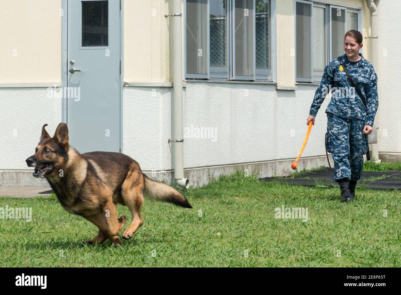 Military working dog obstacle course training 150617 Stock Photo - Alamy